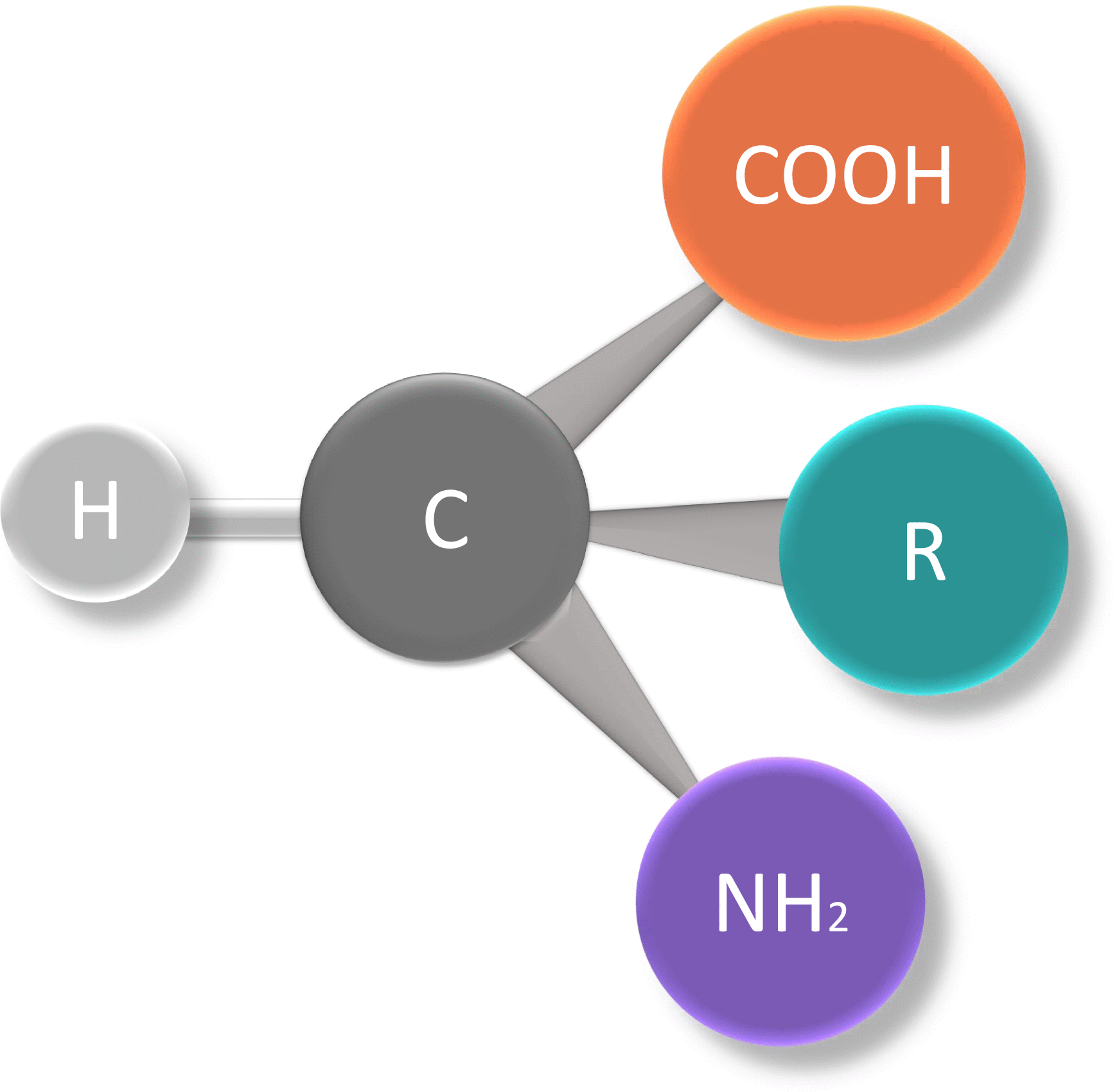 Amino Acid Model