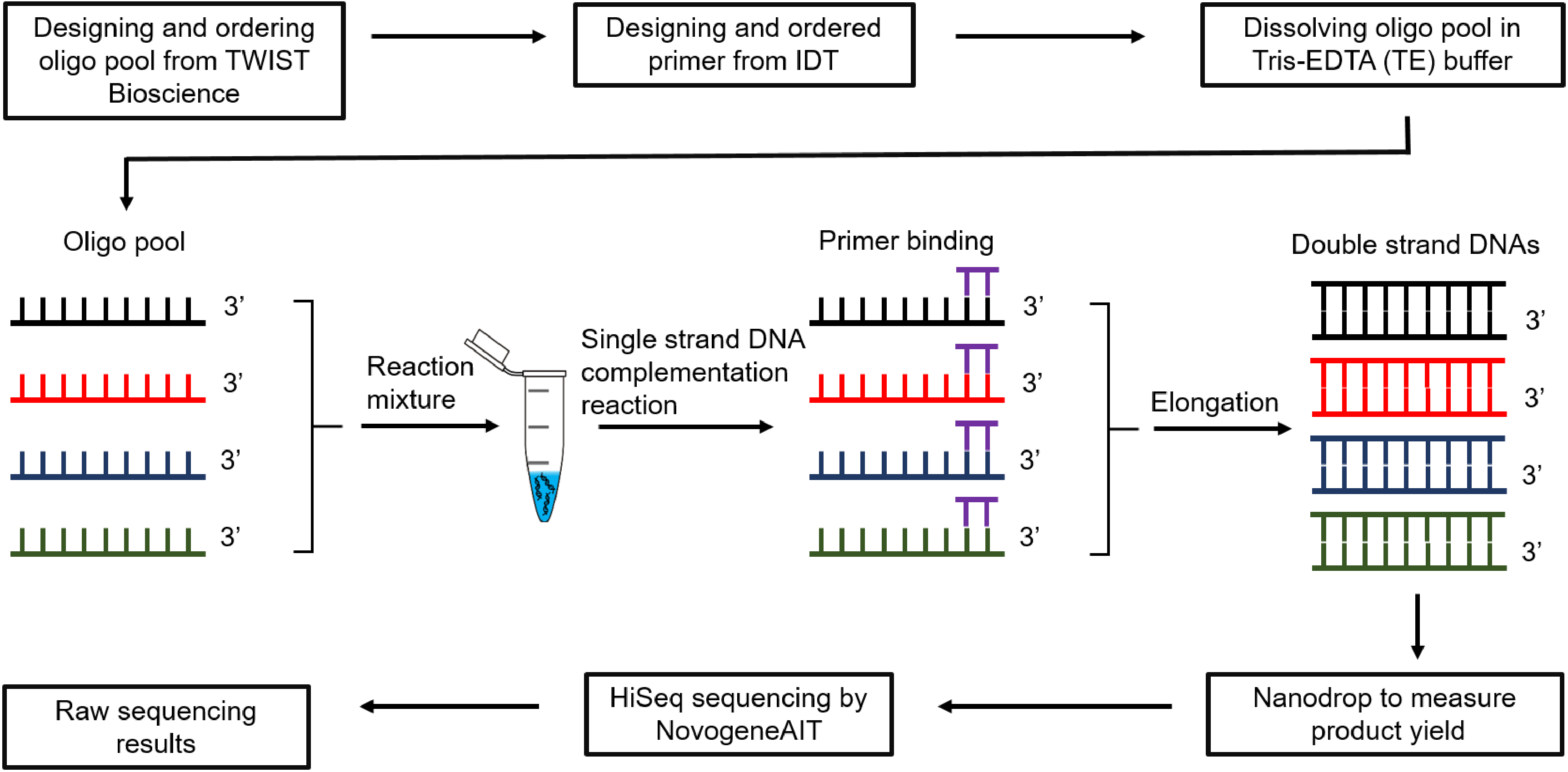 Oligonucleotide Primer