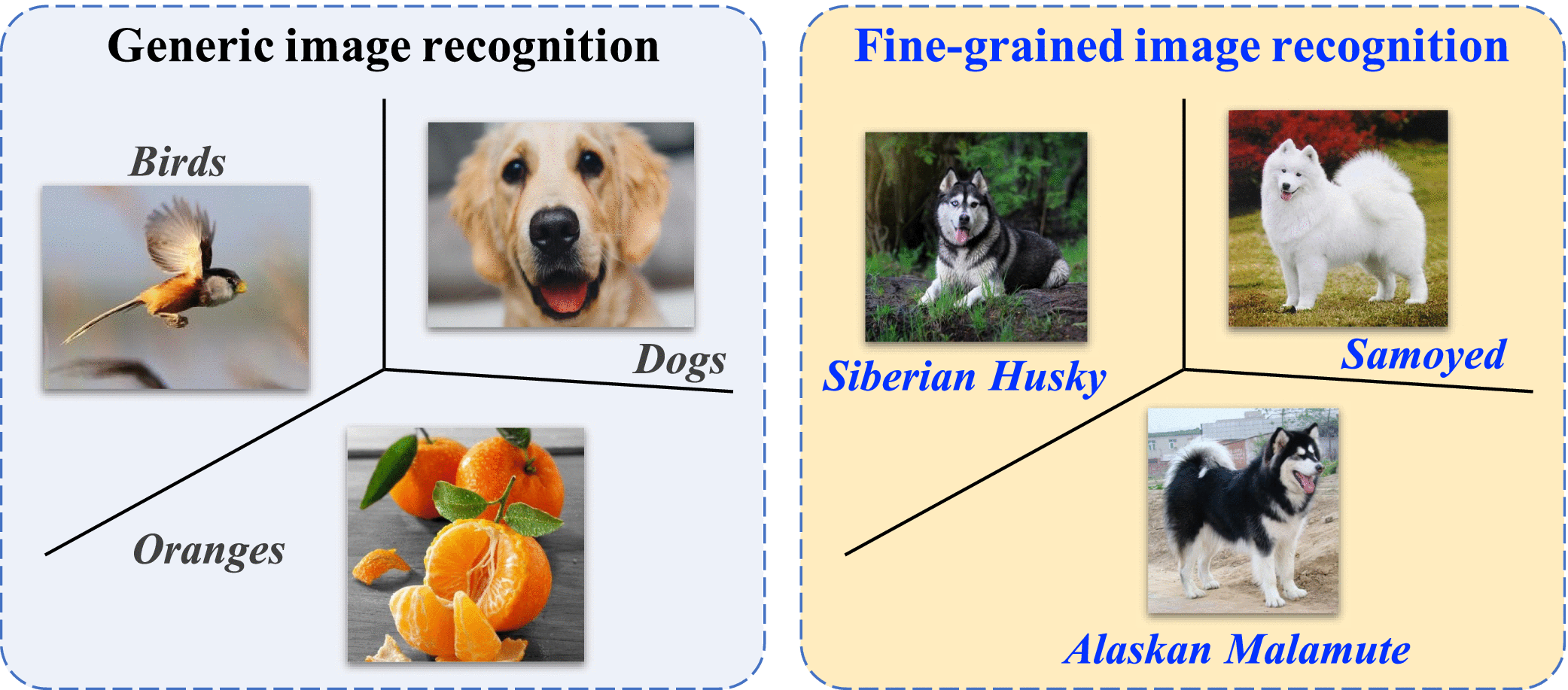 Fine Grained Image Classification Using Bilinear Accurate Fine Grained
