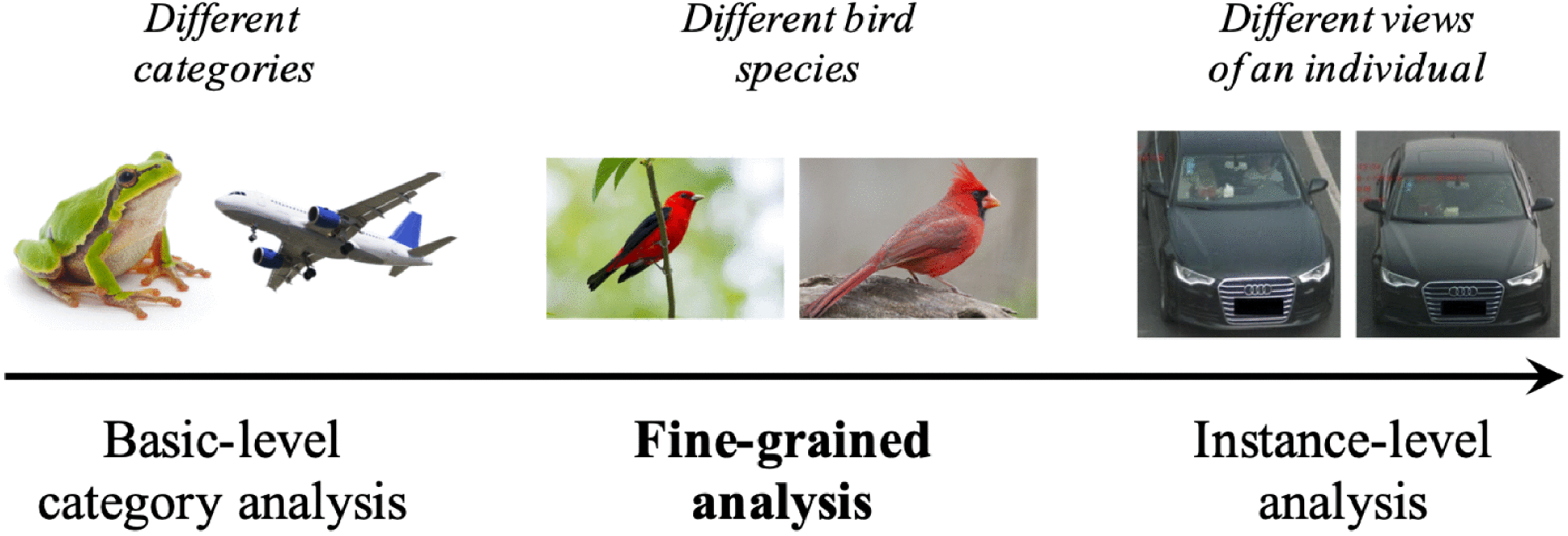 Fine Grained Image Classification Using Bilinear Accurate Fine Grained